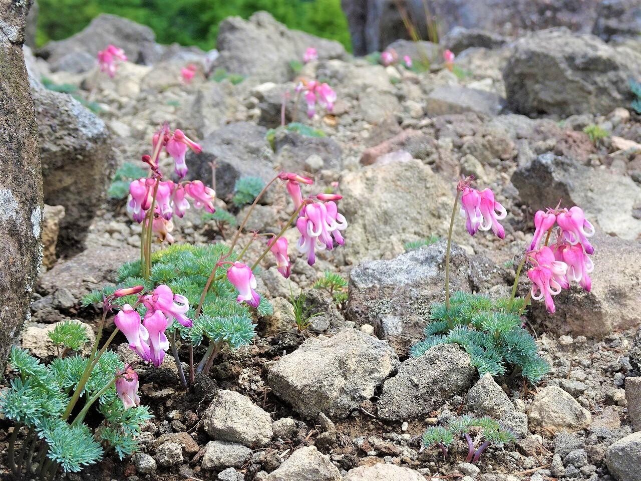 見晴岳・三方ヶ峰 / tatsuyaさんの浅間山・黒斑山・篭ノ登山の活動データ | YAMAP / ヤマップ