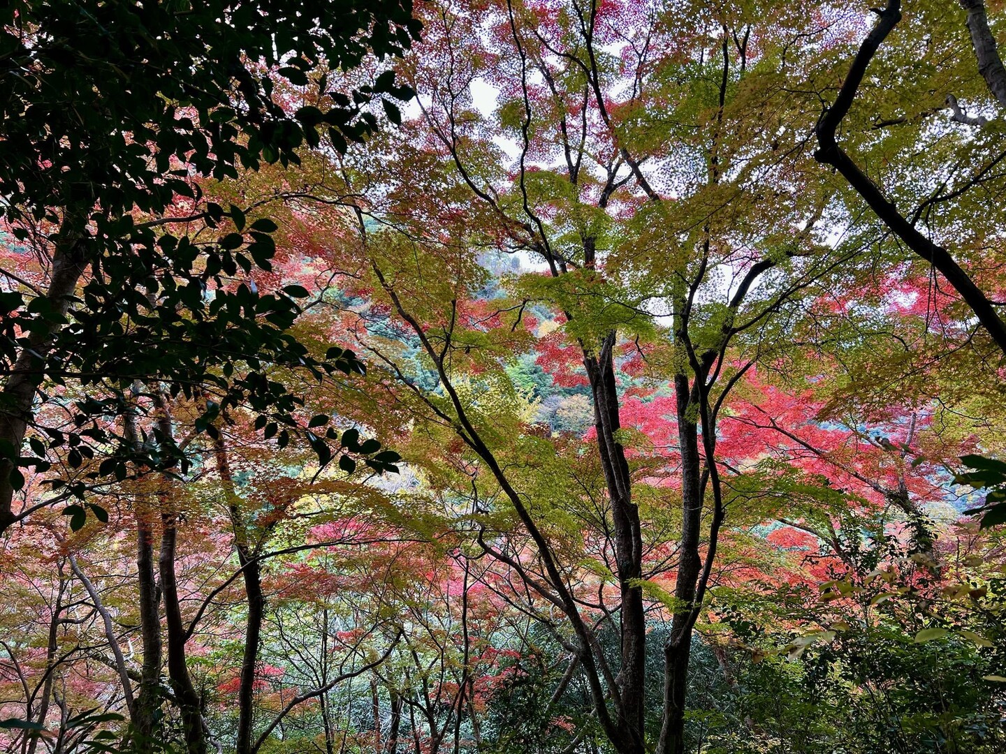 今年最後のワイワイ🎶大峰山 / moboさんの中山・大峰山の活動データ | YAMAP / ヤマップ