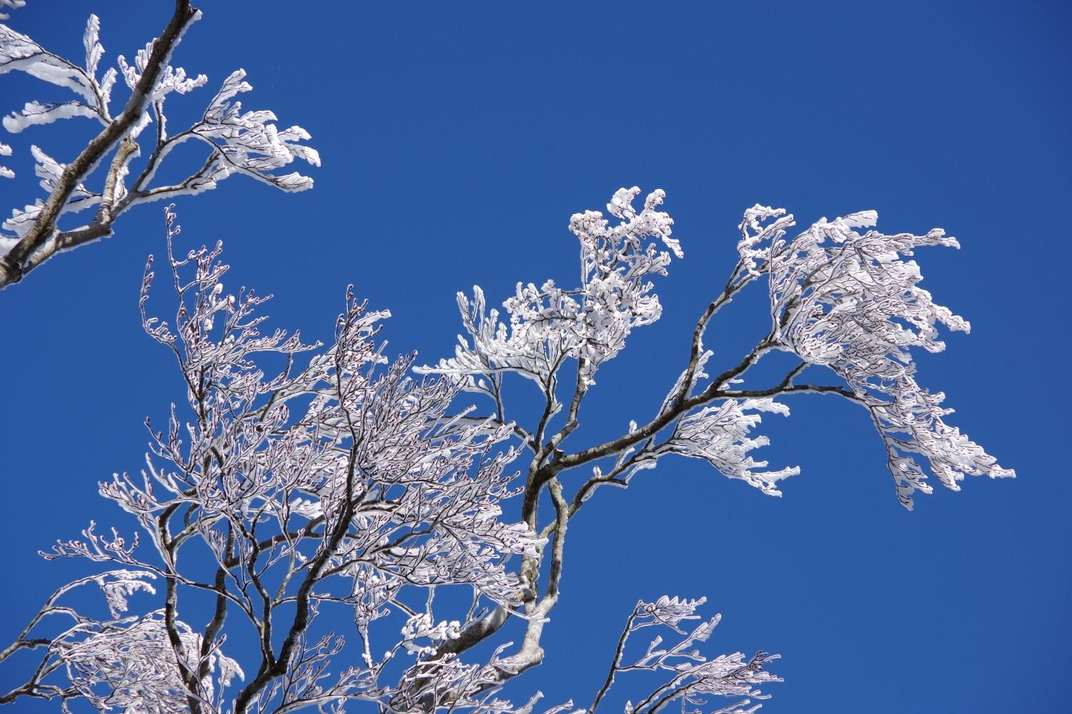 天女の頂 / わんこ smileさんの八経ヶ岳の活動データ | YAMAP / ヤマップ