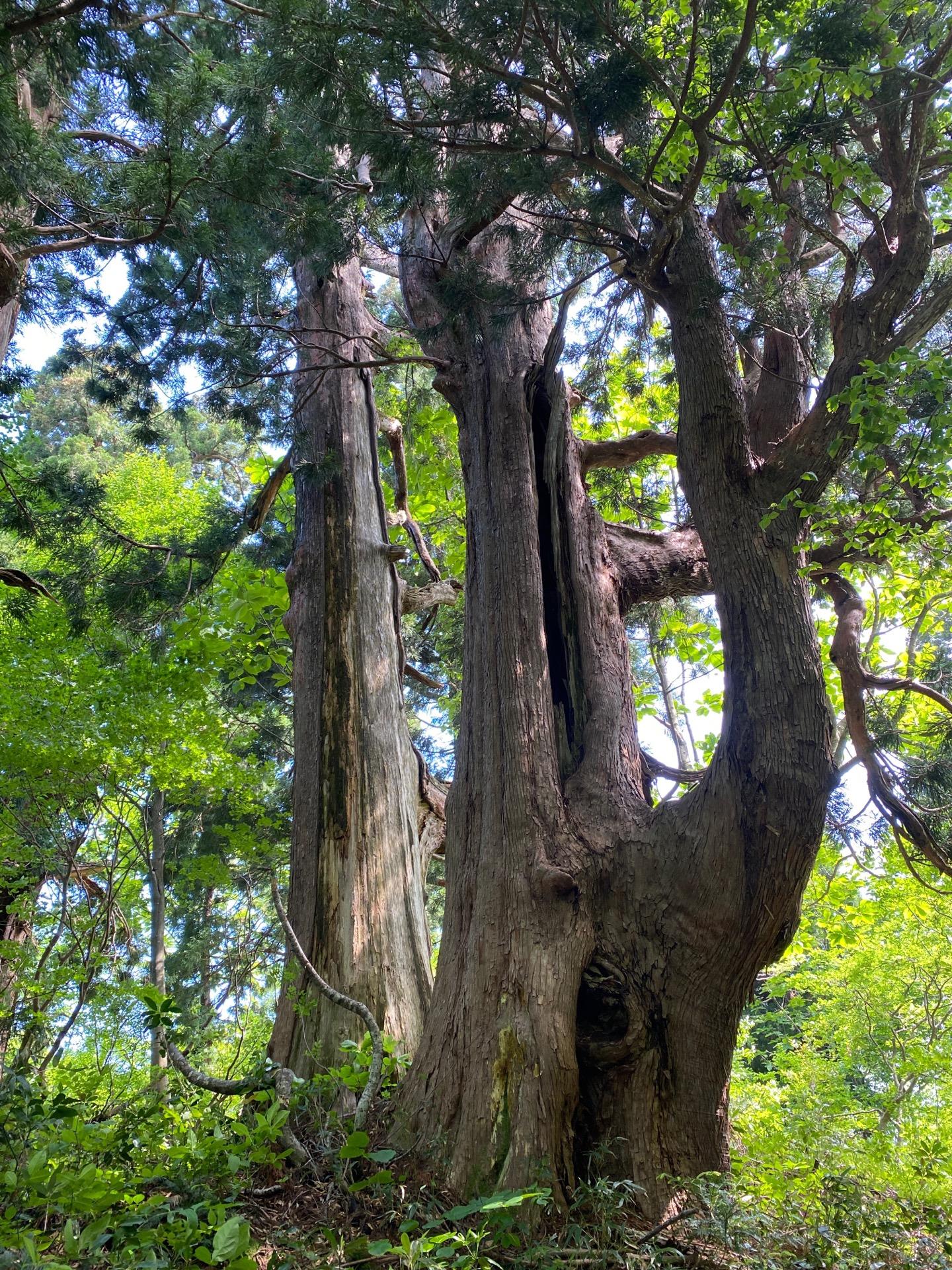 核心は駐車場への林道 二王子岳😓 / mtakoさんの二王子岳の活動日記 | YAMAP / ヤマップ