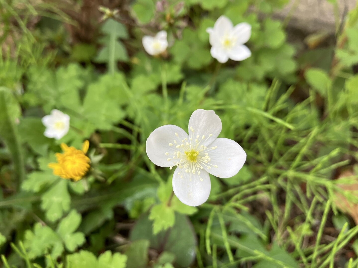この花は花びらが4〜6枚あるけど、どれも... / KAZさんのモーメント | YAMAP / ヤマップ