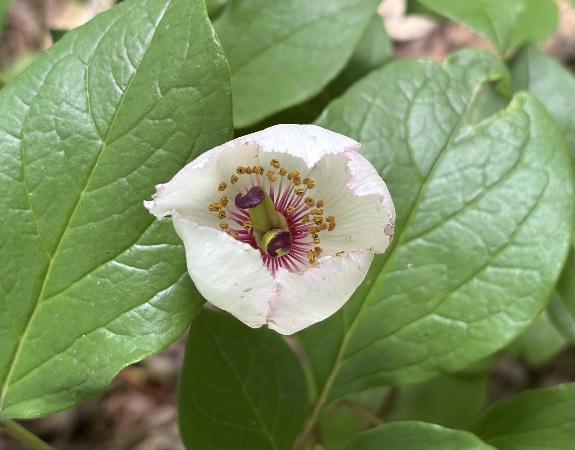 花咲く瀞台（馬追山）25-3と長官山25-3 / Yotchさんの馬追丘陵・長官山・瀞台（馬追山）の活動日記 | YAMAP / ヤマップ