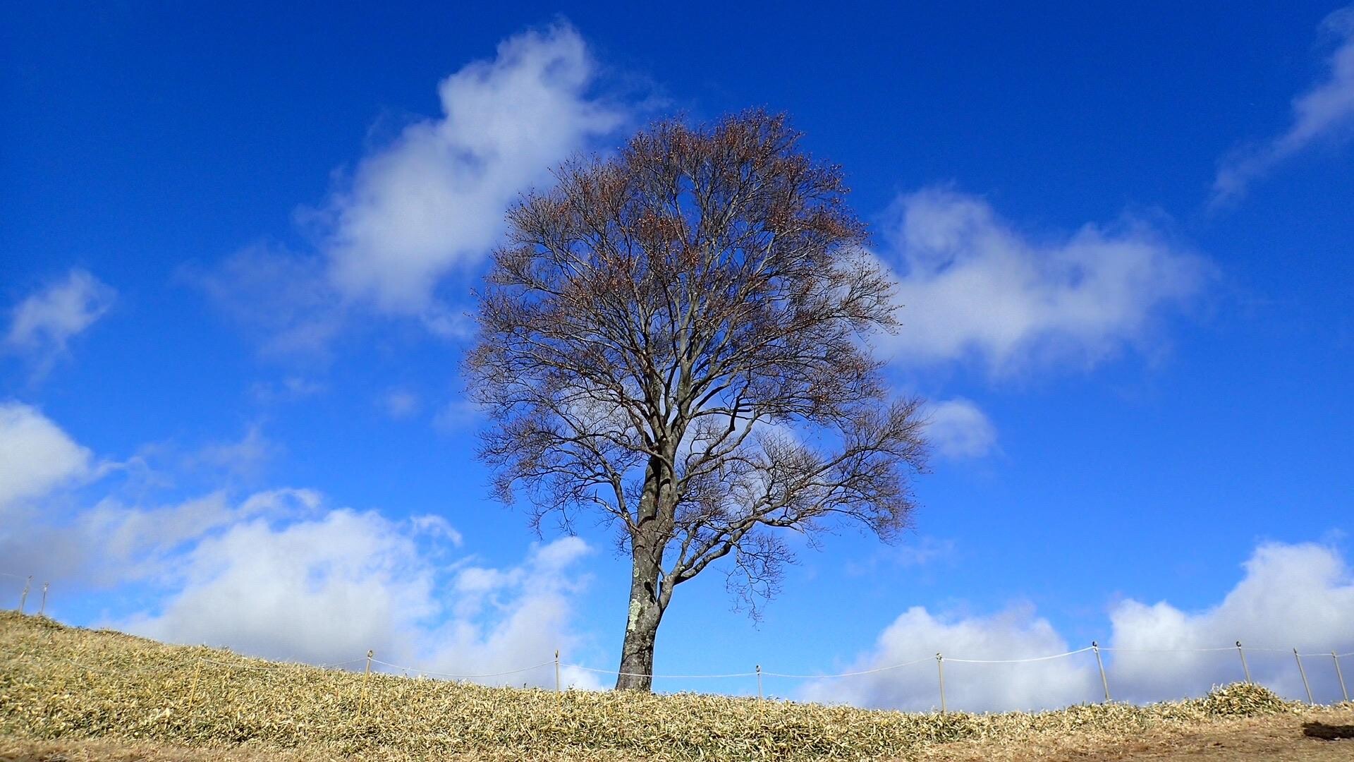 中倉山・孤高のブナ・波平ピーク / Tommyさんの皇海山・袈裟丸山・庚申山の活動データ | YAMAP / ヤマップ