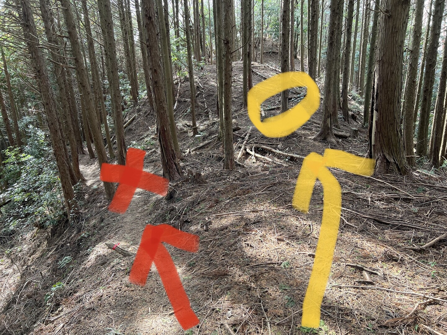 kawaさんの投稿したフィールドメモ | YAMAP / ヤマップ