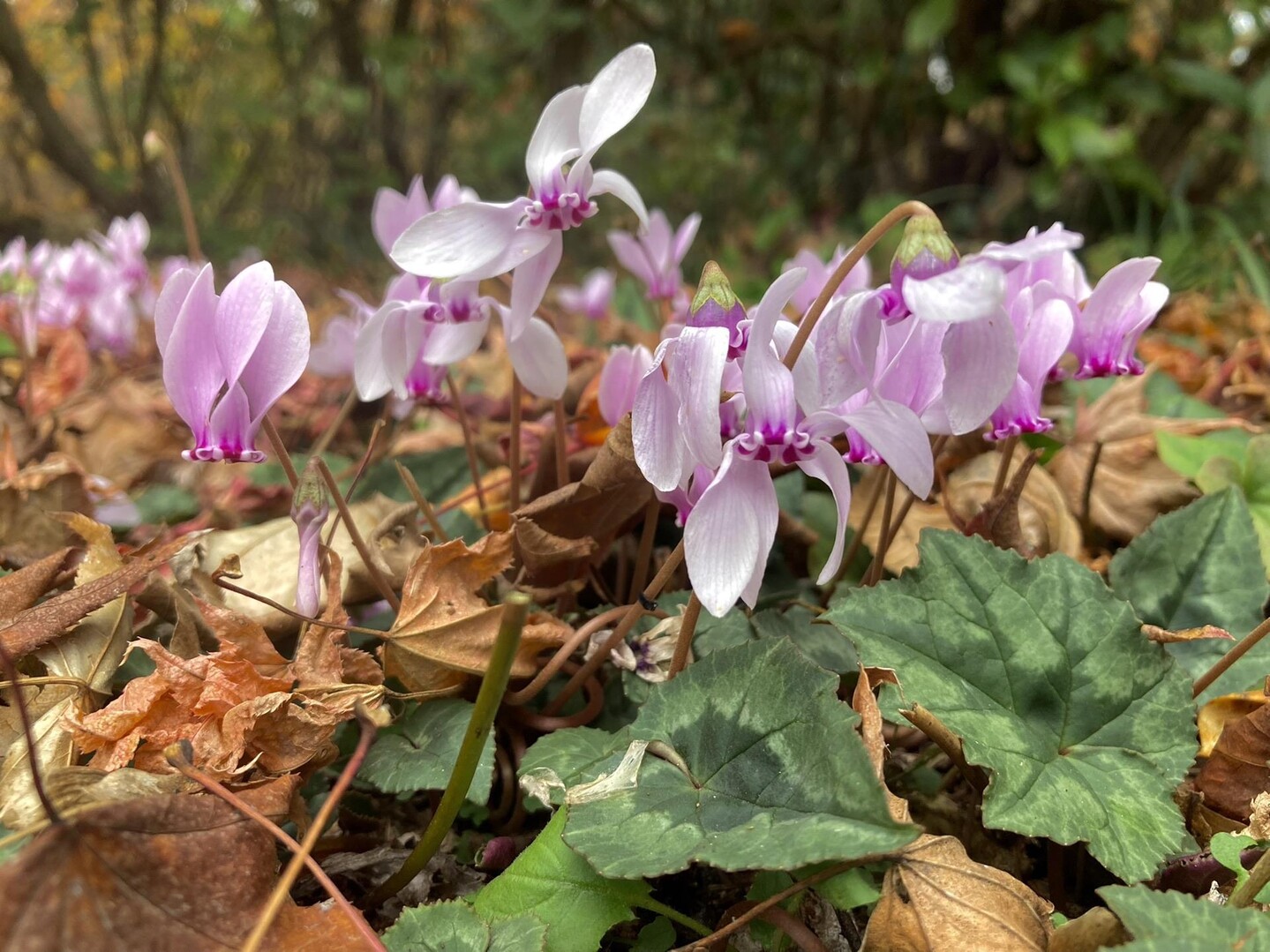 暦の上では早くも初冬🫧足早に過ぎ去って... / KI KIさんのモーメント | YAMAP / ヤマップ