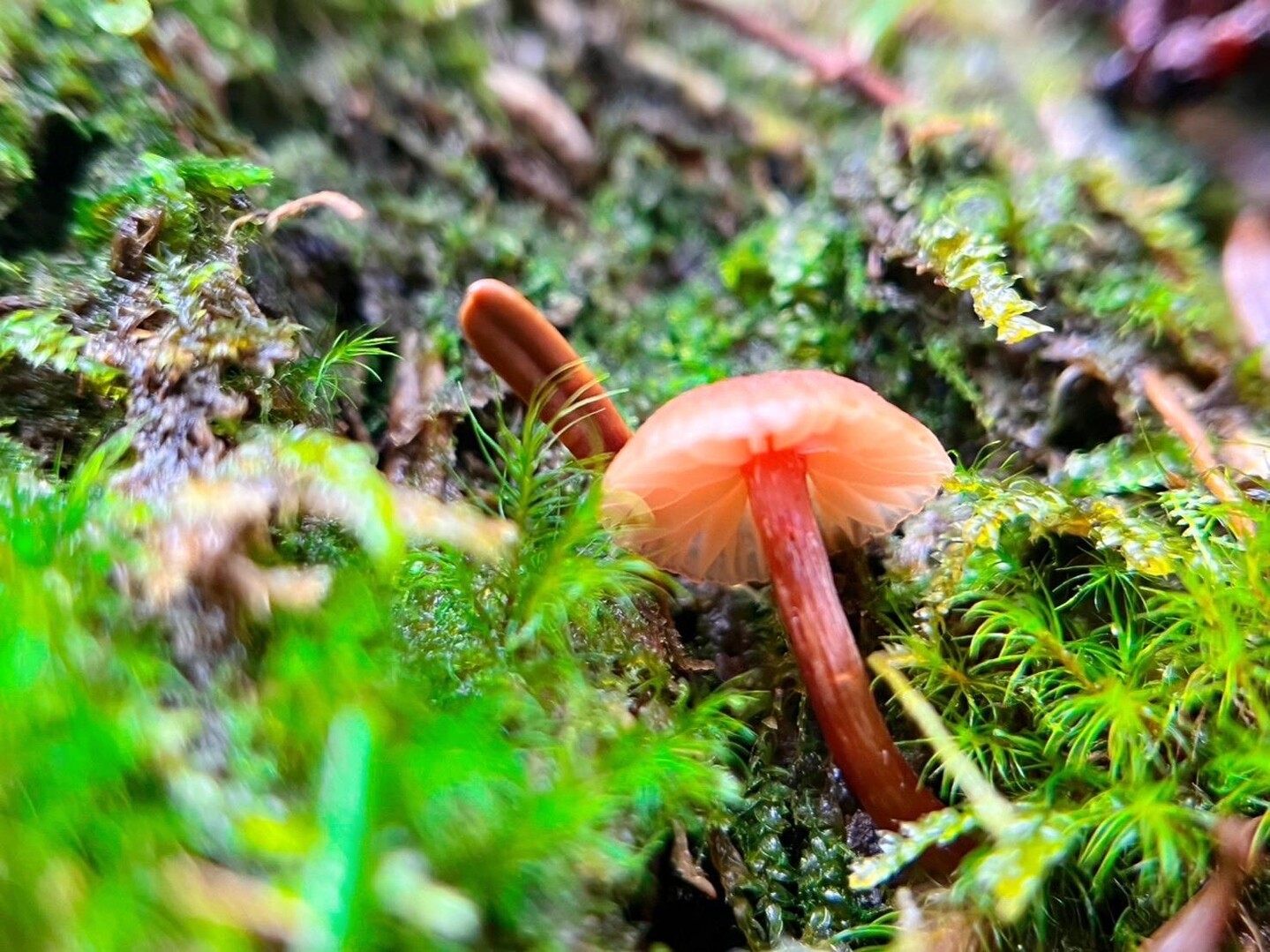 先日の“石鎚山“の麓周辺の森で見かけた... / kazさんのモーメント | YAMAP / ヤマップ