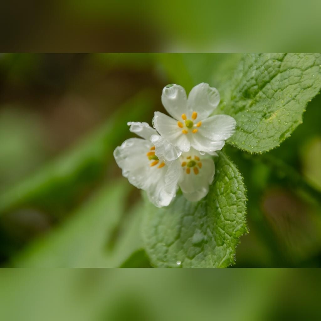 毛無山 / Hazzie.さんの毛無山の活動データ | YAMAP / ヤマップ