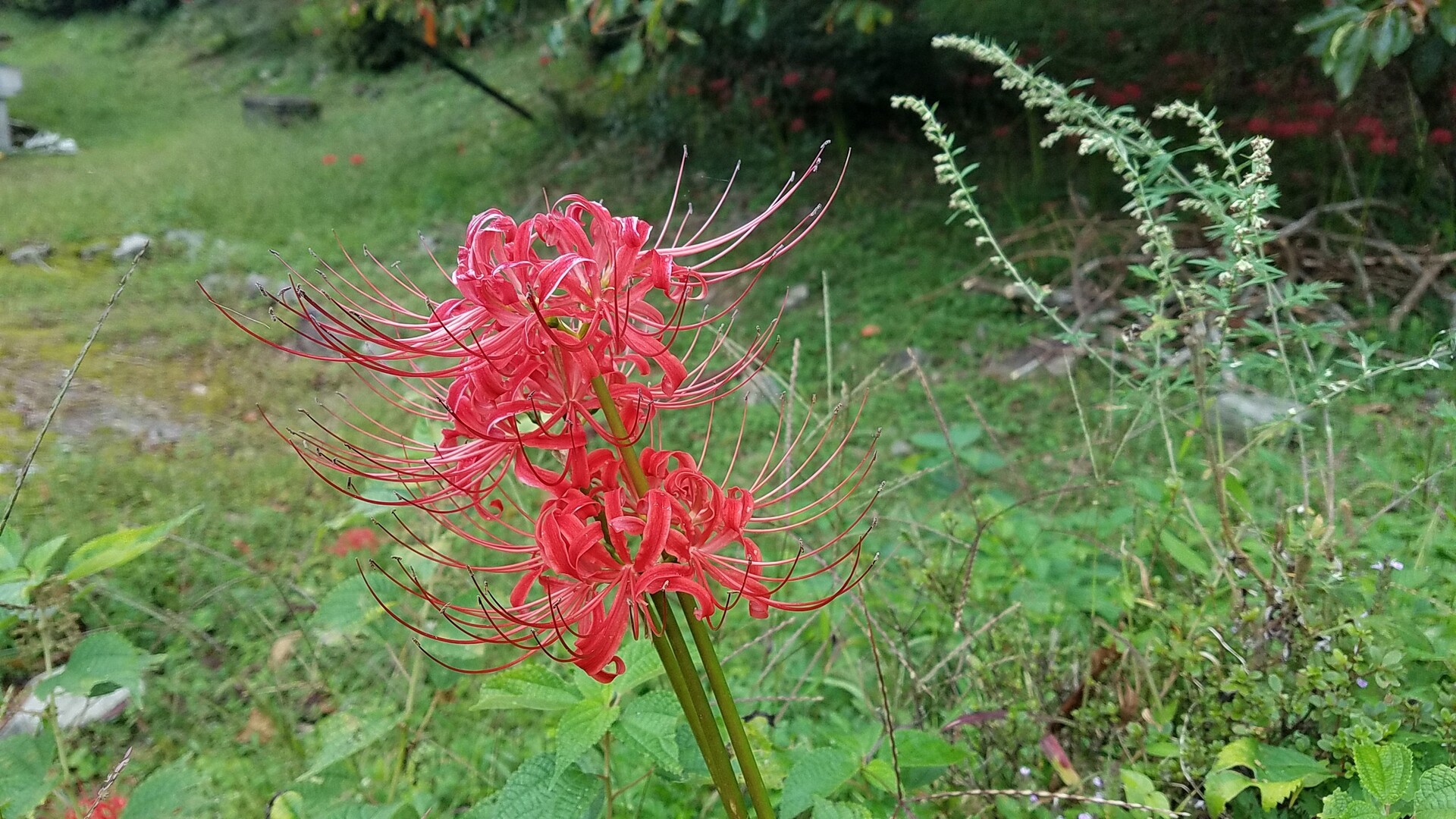 犬鳴山-2020-10-04 / 山kanaさんのウォーキングの活動データ | YAMAP / ヤマップ