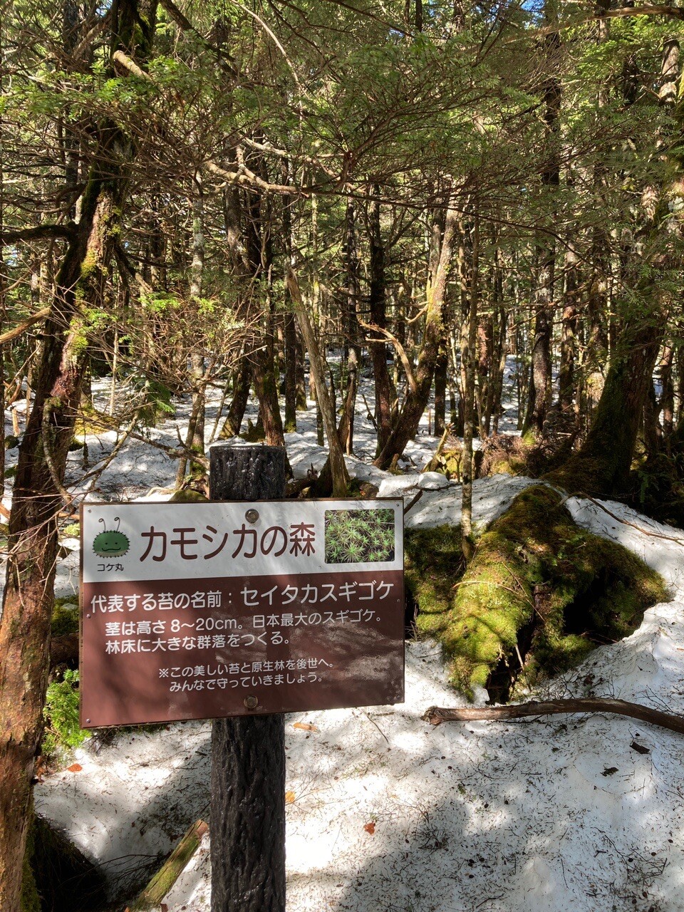 rinさんの投稿したフィールドメモ | YAMAP / ヤマップ