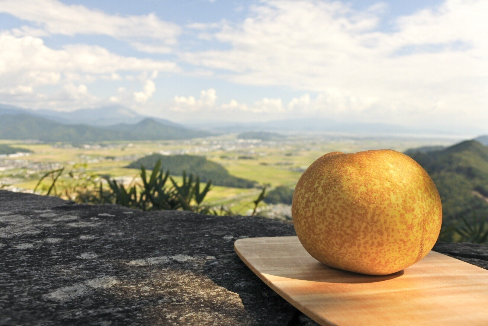 初秋のお山歩⛰賤ヶ岳＊2022-9-11 / kinoさんの賤ヶ岳・山本山の活動データ | YAMAP / ヤマップ