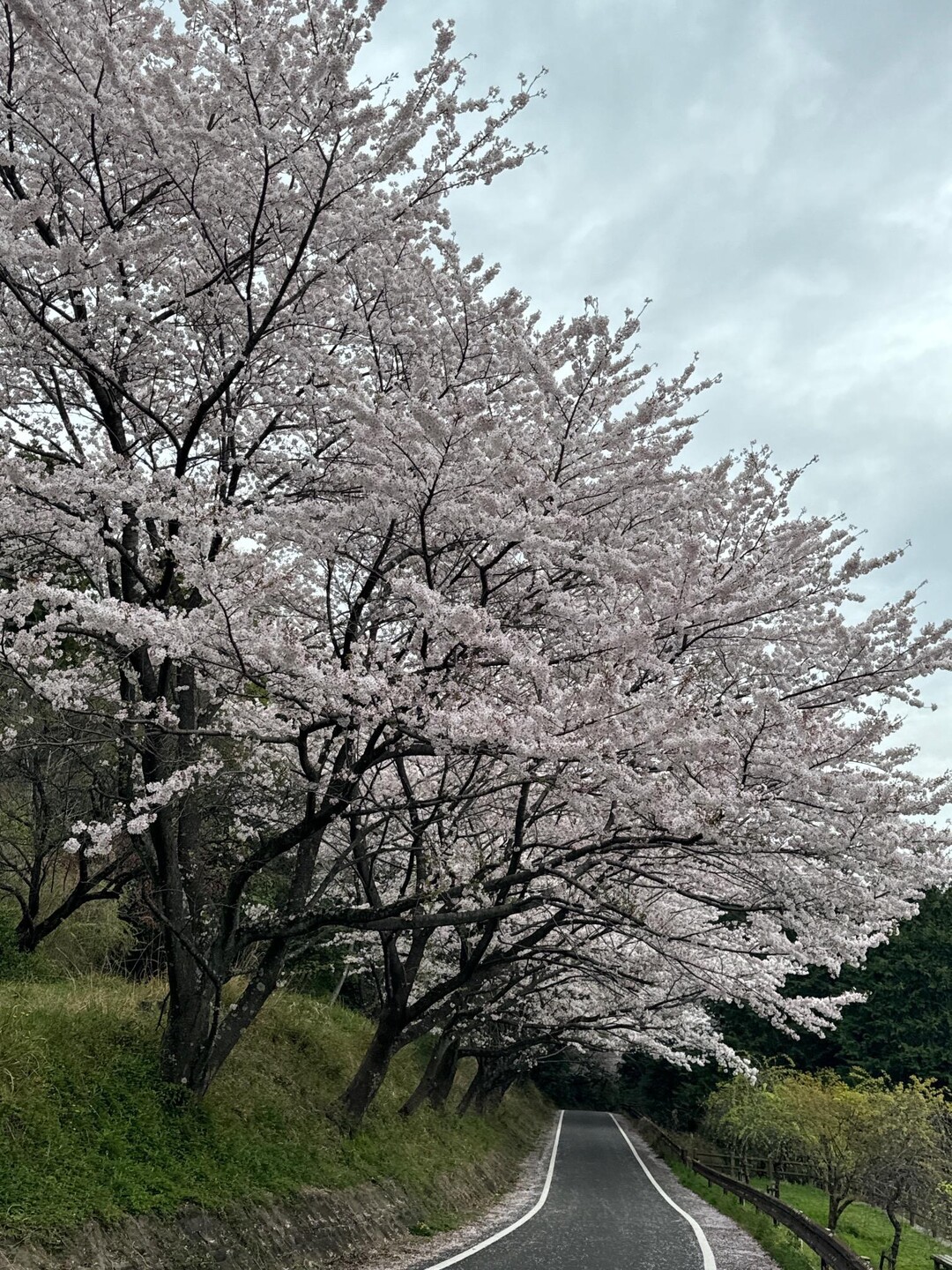 多度山 / cb flickさんの多度山・美濃松山・石津御嶽の活動データ | YAMAP / ヤマップ