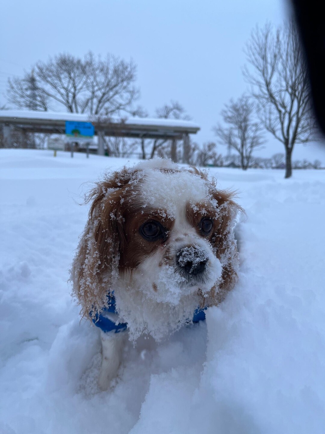 ワンコ🐕とウォーキング-2024-01-25 / Mr.Masaさんのウォーキングの活動データ | YAMAP / ヤマップ