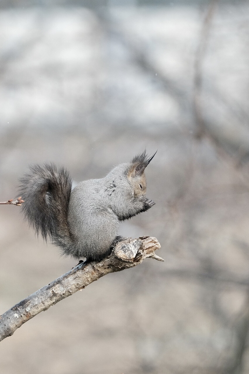 鳥や動物を撮るのは苦手で、何が苦手かとい... / OKAさんのモーメント | YAMAP / ヤマップ