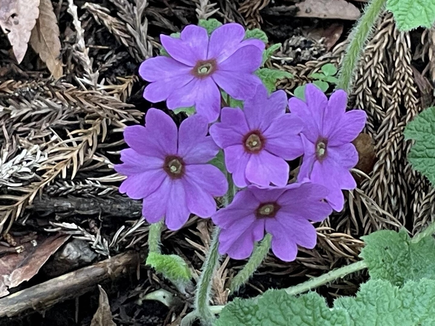 世界に一つだけの花PART II 鳴神山（桐生岳） / ぐっさんさんの鳴神山・吾妻山の活動日記 | YAMAP / ヤマップ