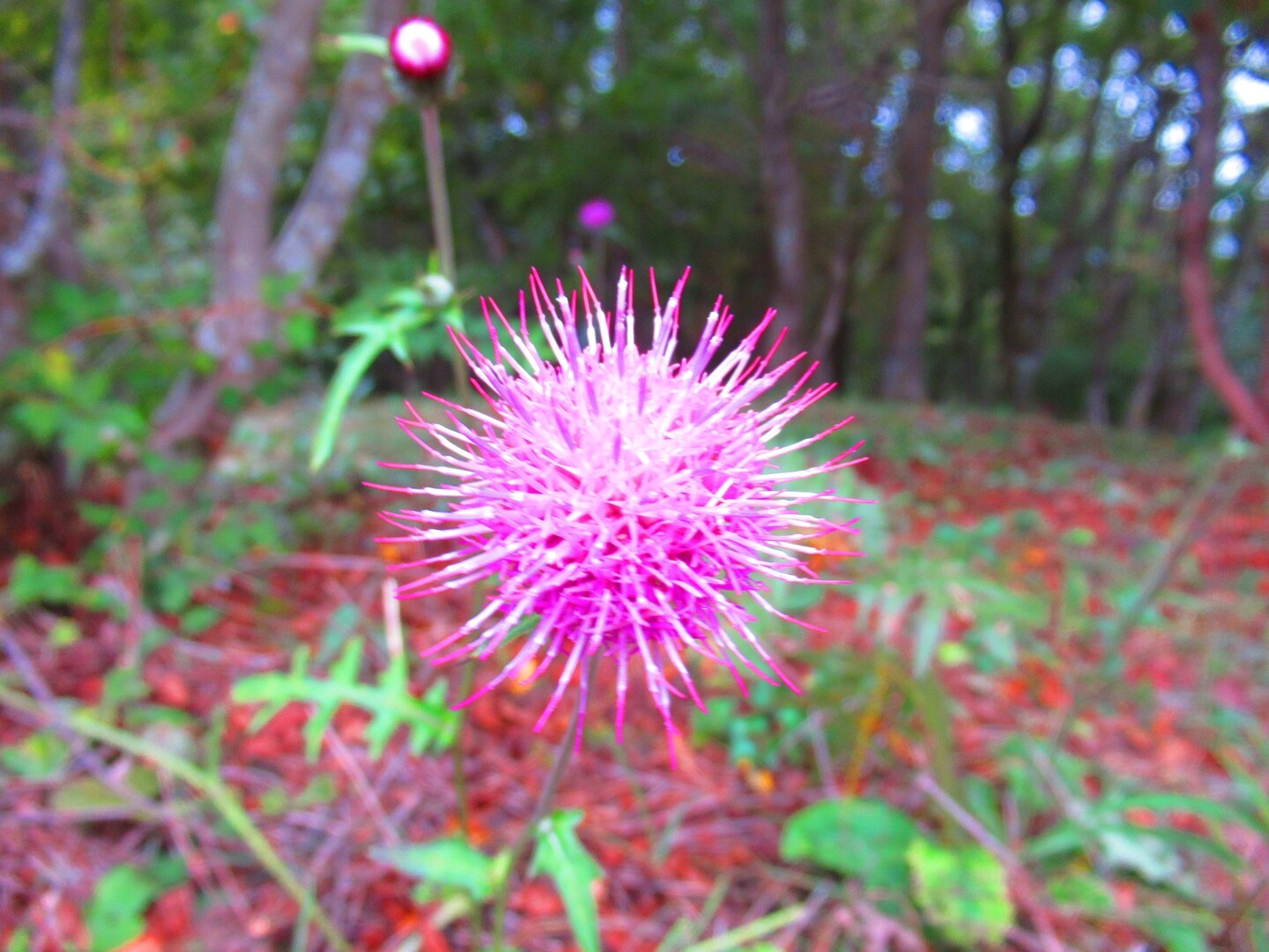 口太山 / y_kumataさんの木幡山・羽山の活動データ | YAMAP / ヤマップ