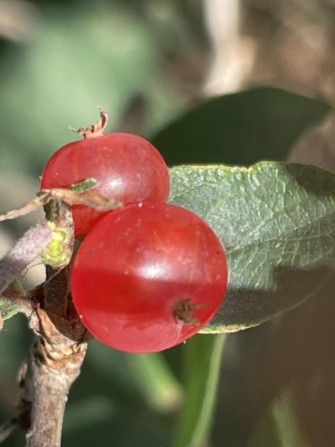 愛宕山 2022-11-24 / Rei.hさんのウォーキングの活動データ | YAMAP / ヤマップ