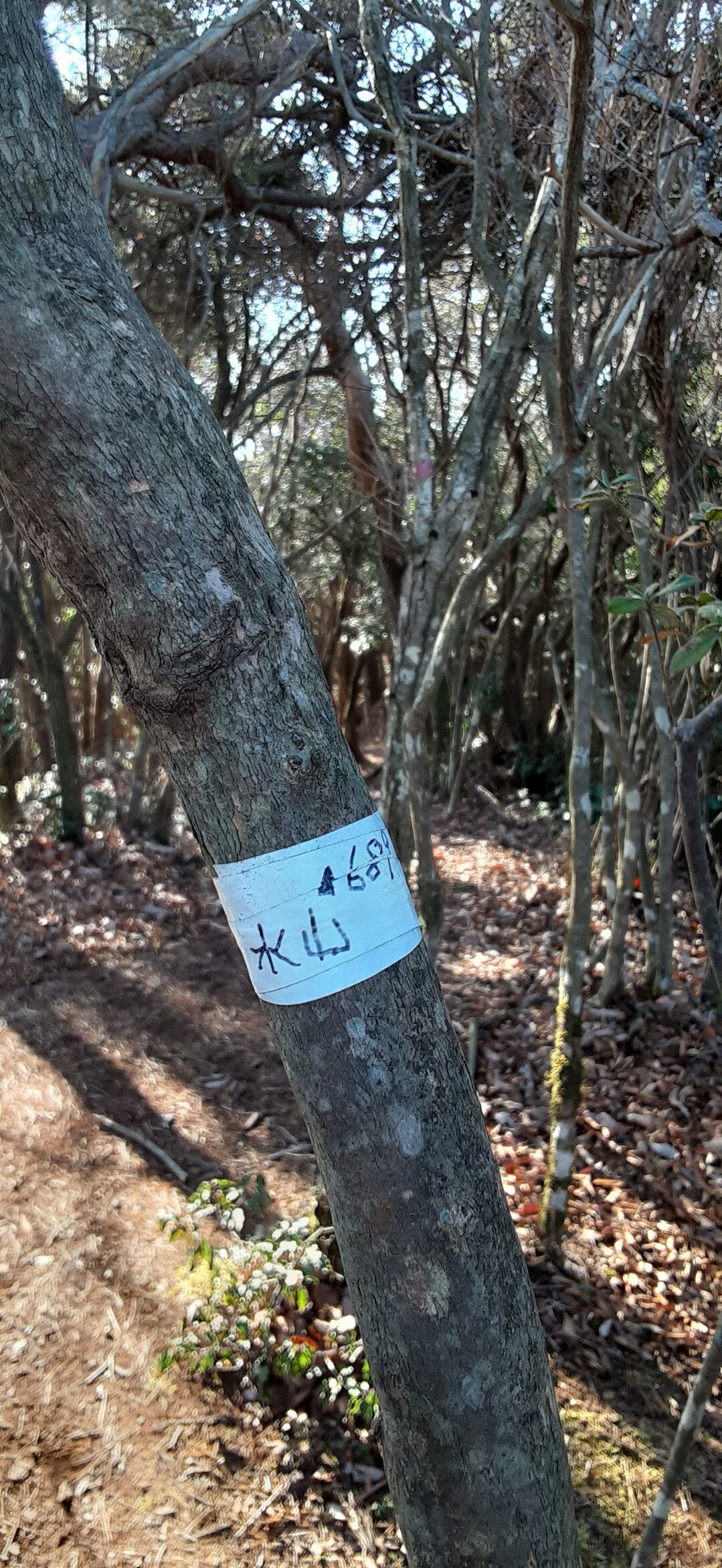 Shinさんの投稿したフィールドメモ | YAMAP / ヤマップ