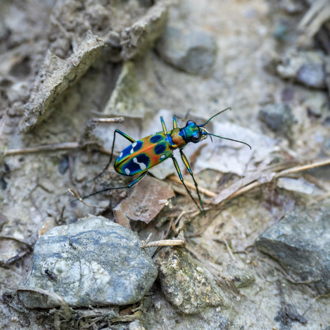 ハンミョウを求めて（2）五助堰堤 / Sato_seeさんの六甲山・長峰山・摩耶山の活動データ | YAMAP / ヤマップ