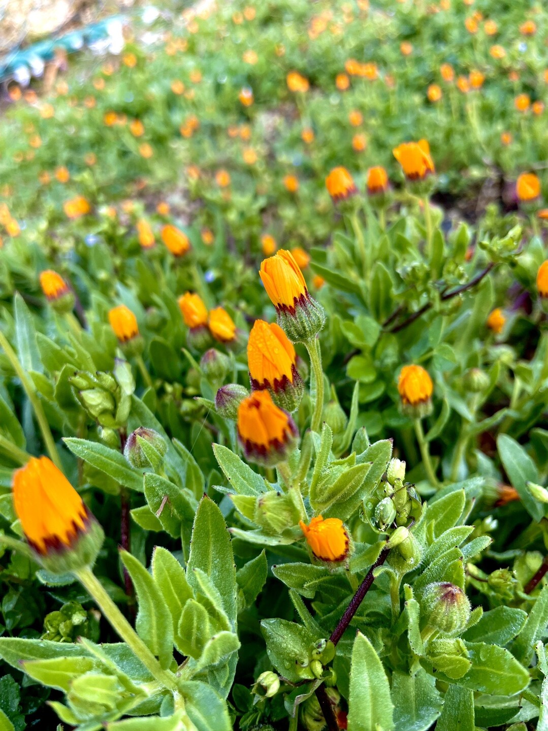 今日の朝さんぽ😎 道端に綺麗なオレンジ... / ma-sa45さんのモーメント | YAMAP / ヤマップ