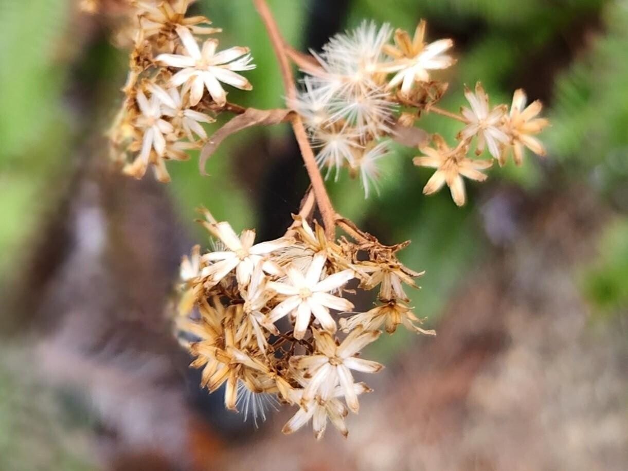 経小屋山 / みどりんさんの経小屋山の活動日記 | YAMAP / ヤマップ
