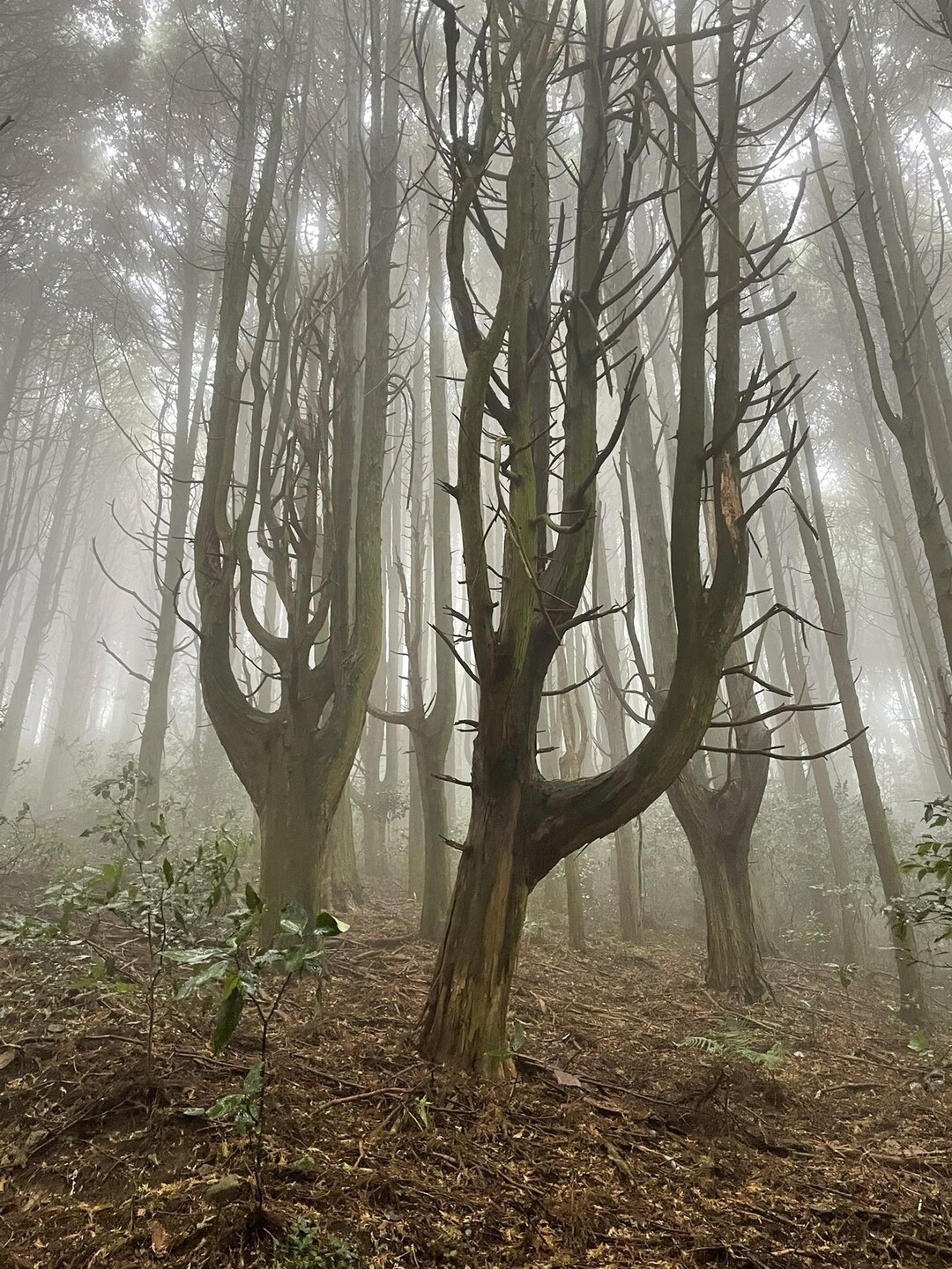 2022.11.13 文珠山・嘉納山 / ずんさんのモーメント | YAMAP / ヤマップ