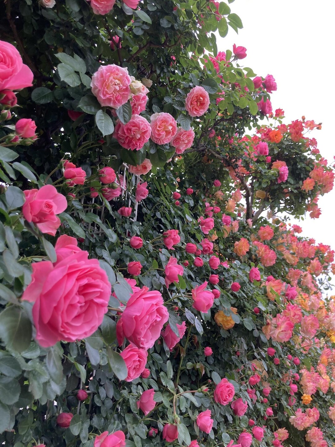 娘とバラ祭りよしうみ / Ypaaさんの瀬戸内しまなみ海道（南エリア）の活動日記 | YAMAP / ヤマップ