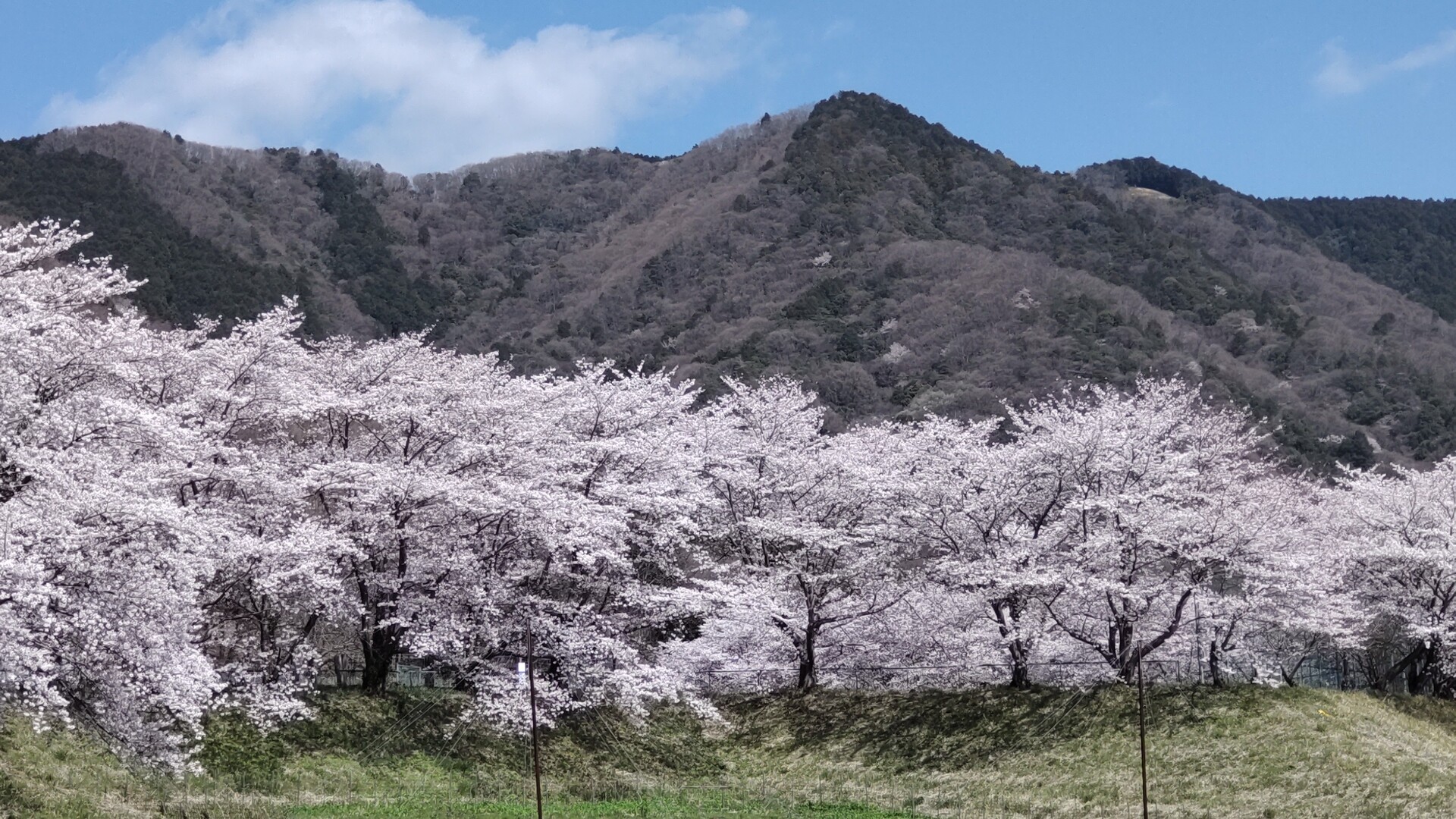 やっぱり桜🌸 地元のお気に入りでパチリ... / おかPさんのモーメント | YAMAP / ヤマップ