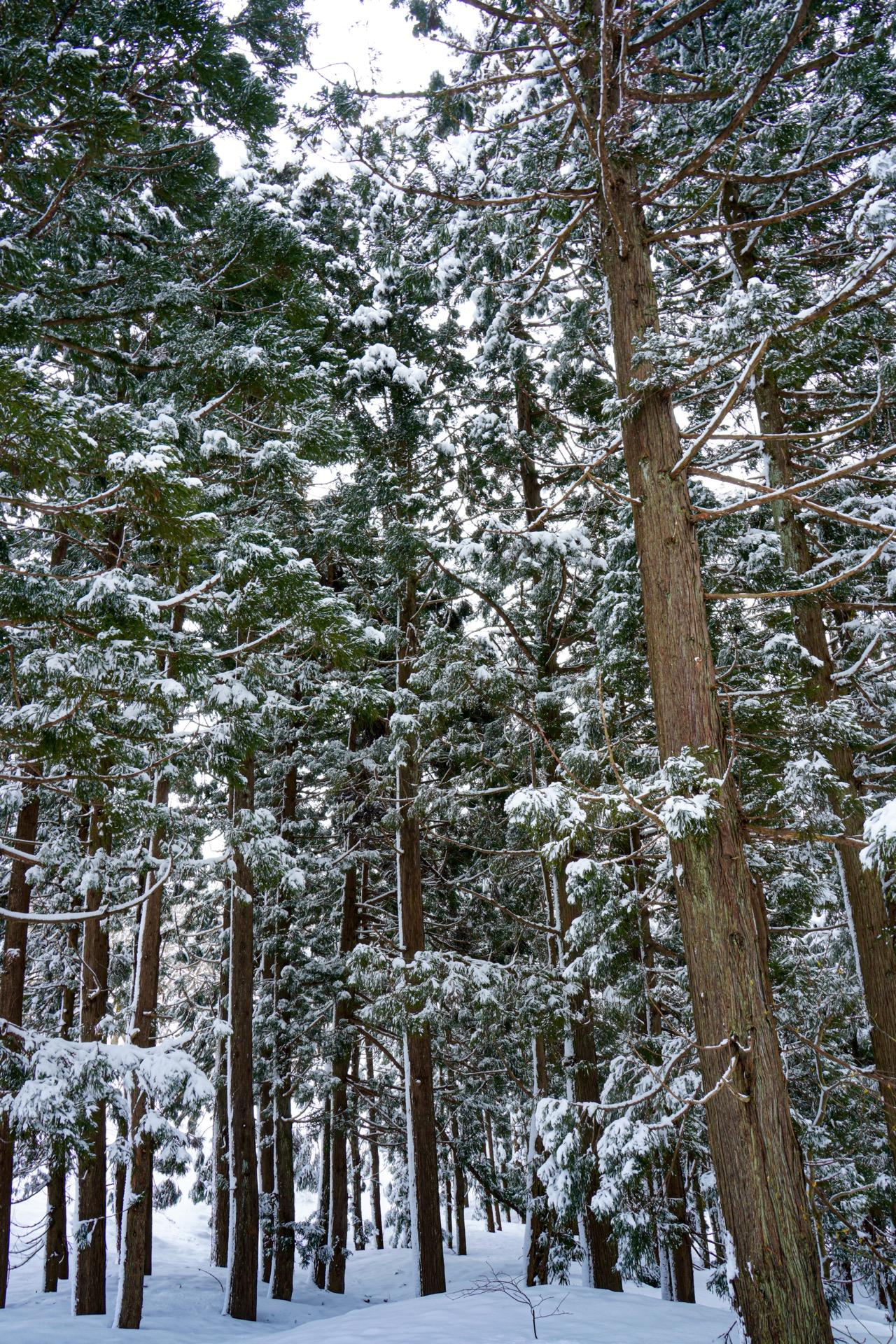 城山7 / t2さんの時水城山・丸山の活動データ | YAMAP / ヤマップ