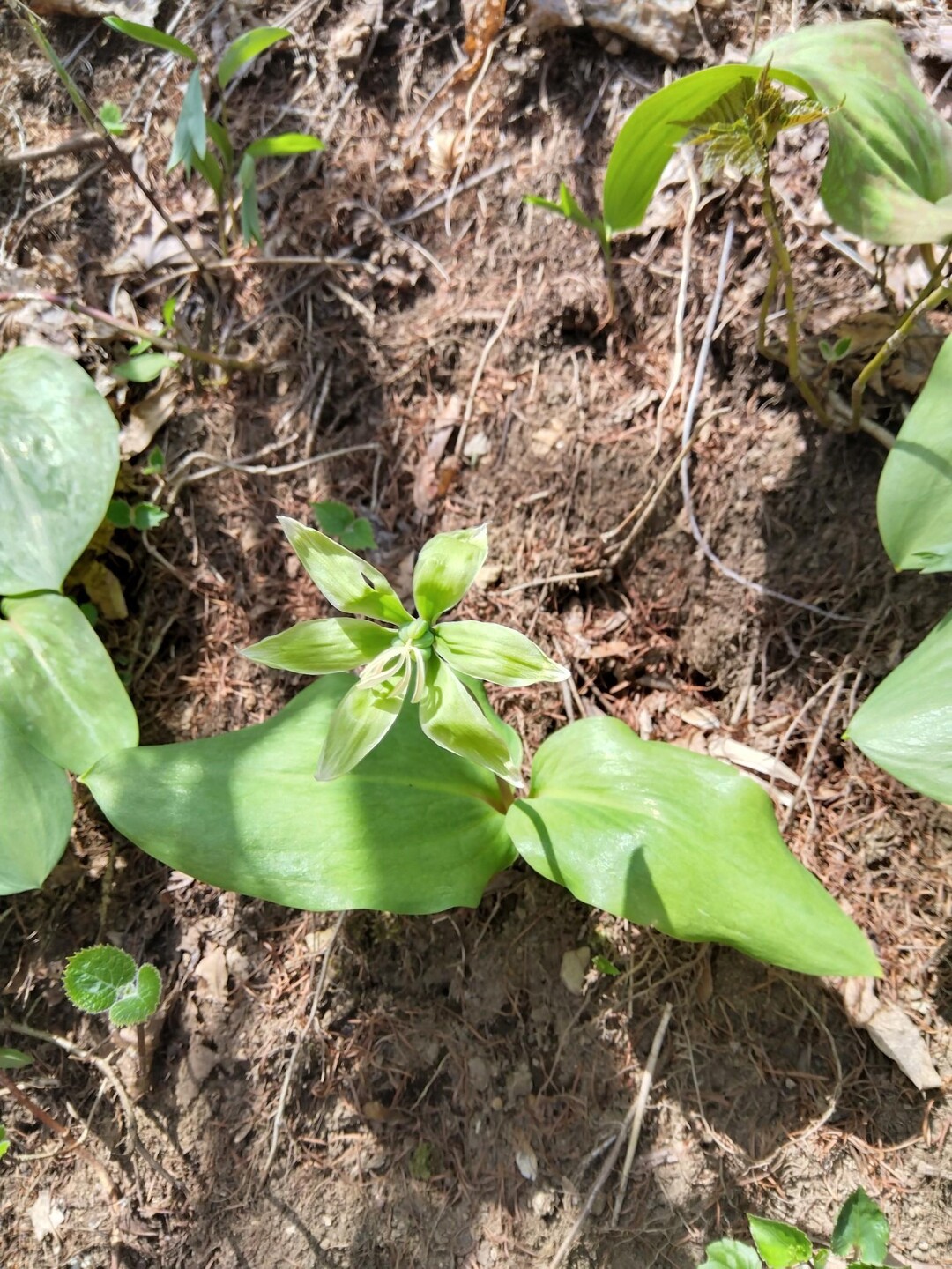 💚みどりちゃん💚 / shino-puさんの時水城山・丸山の活動データ | YAMAP / ヤマップ
