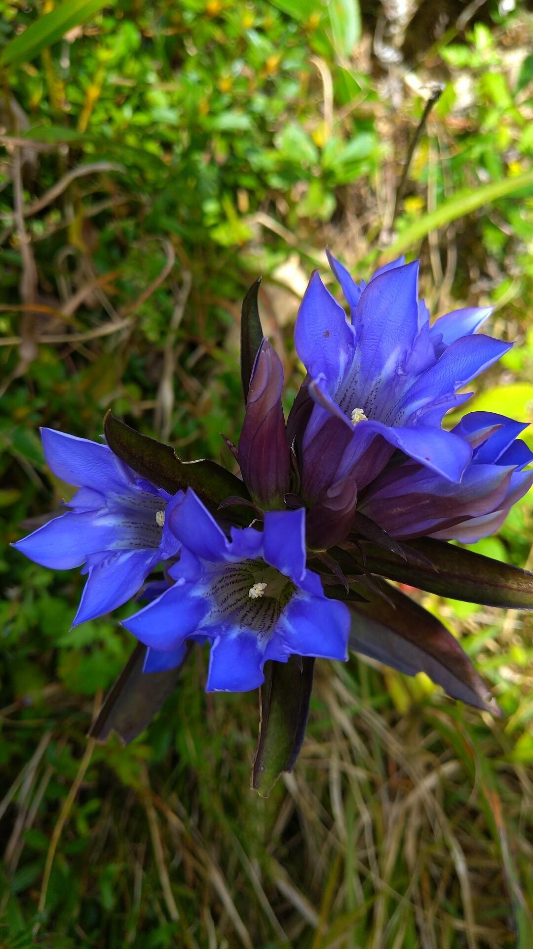 🍮子三瓶山・赤雁山・男三瓶山（三瓶山）・兜山・女三瓶山・大平山・孫三瓶山 / C50RR-Rさんの三瓶山・大平山の活動データ | YAMAP / ヤマップ