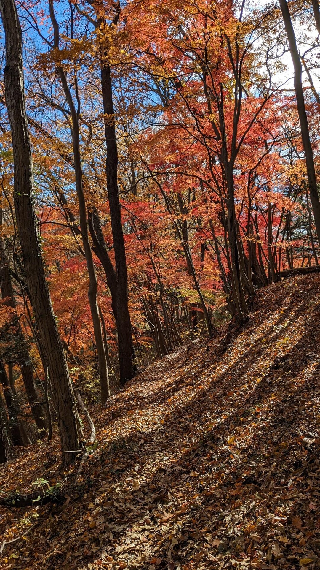 月居山、奥久慈男体山、今が見頃です。 パ... / noraさんのモーメント | YAMAP / ヤマップ