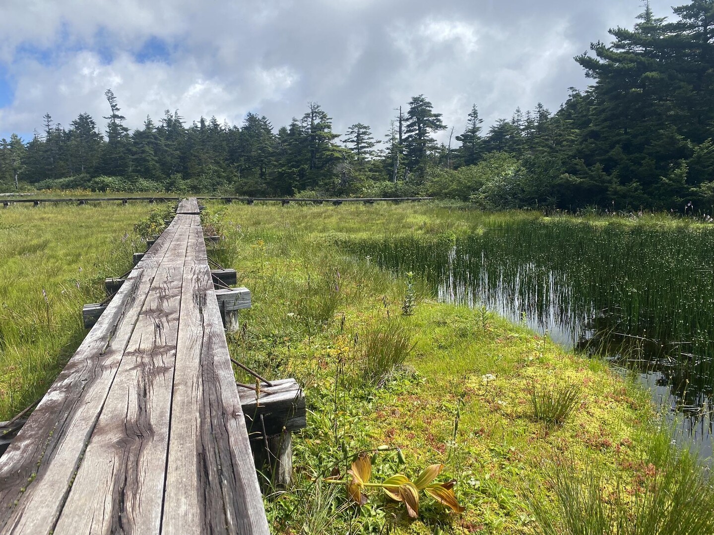 高山 / zuko@さんの吾妻山・一切経山の活動日記 | YAMAP / ヤマップ