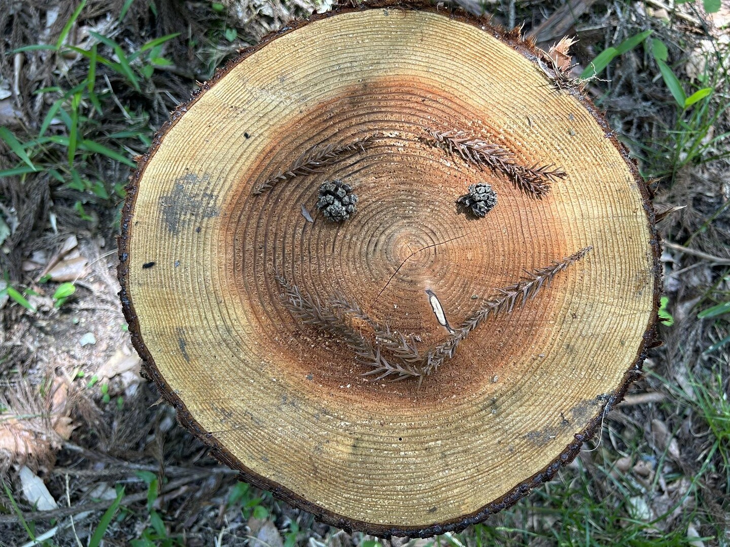 里山学習会2024-05-11 / ☆miko☆さんのウォーキングの活動日記 | YAMAP / ヤマップ