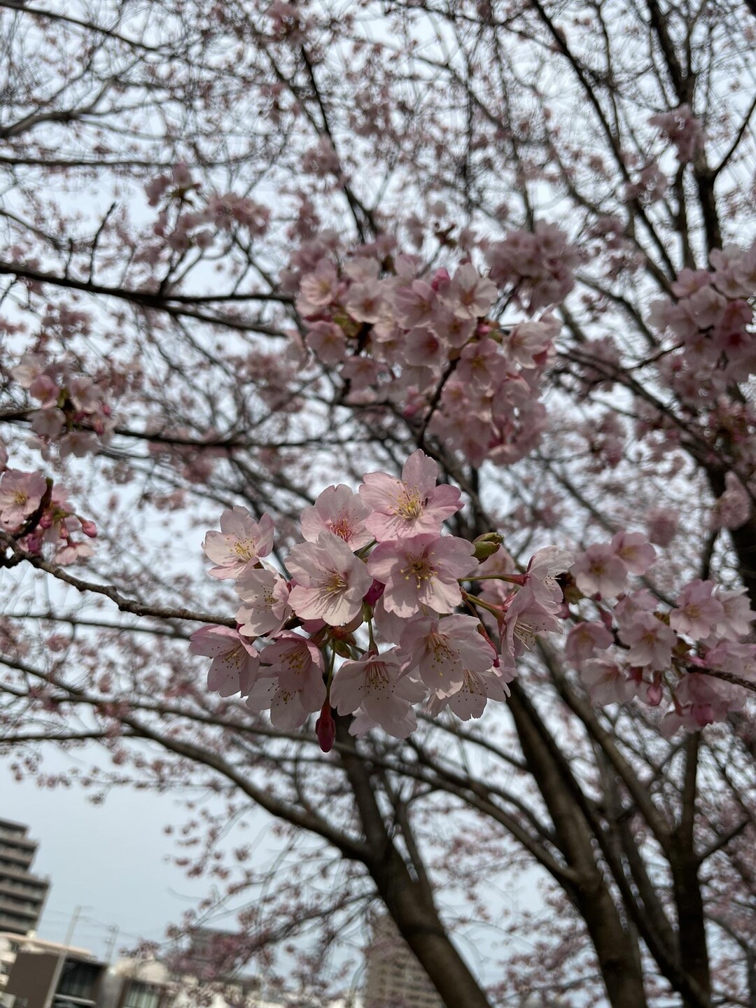 蜂須賀桜🌸からのぉ城山🏯⛰ / ☆taemon☆さんの眉山の活動データ | YAMAP / ヤマップ