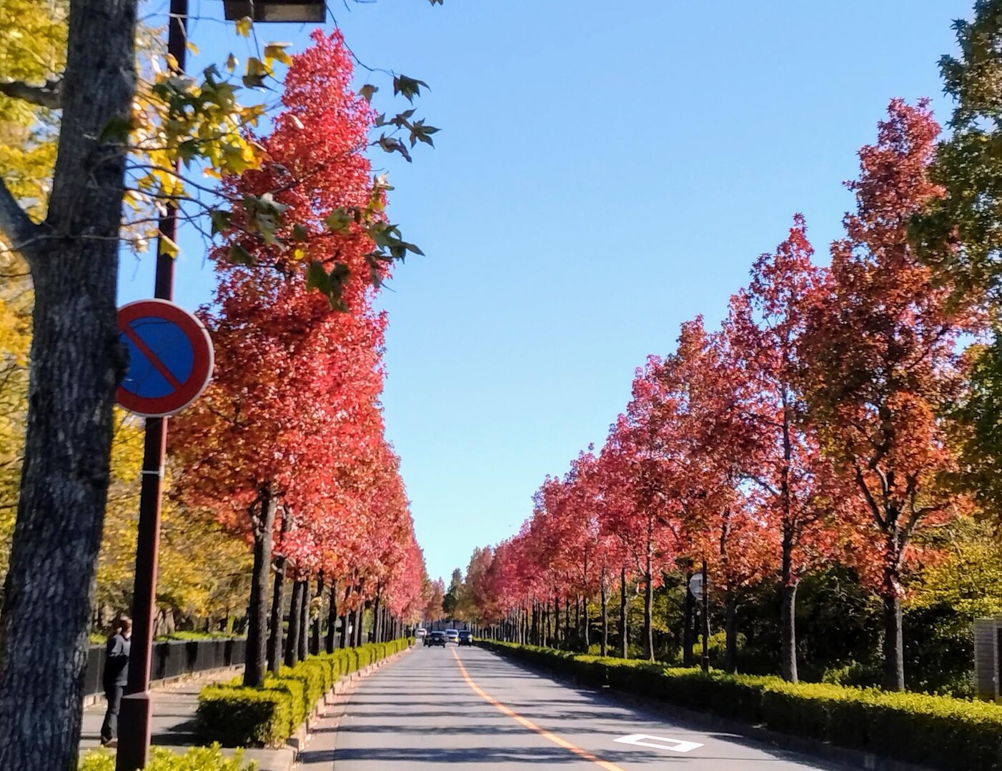 京都内をドライブ。 桂坂公園（モミジバ... / YT9さんのモーメント | YAMAP / ヤマップ