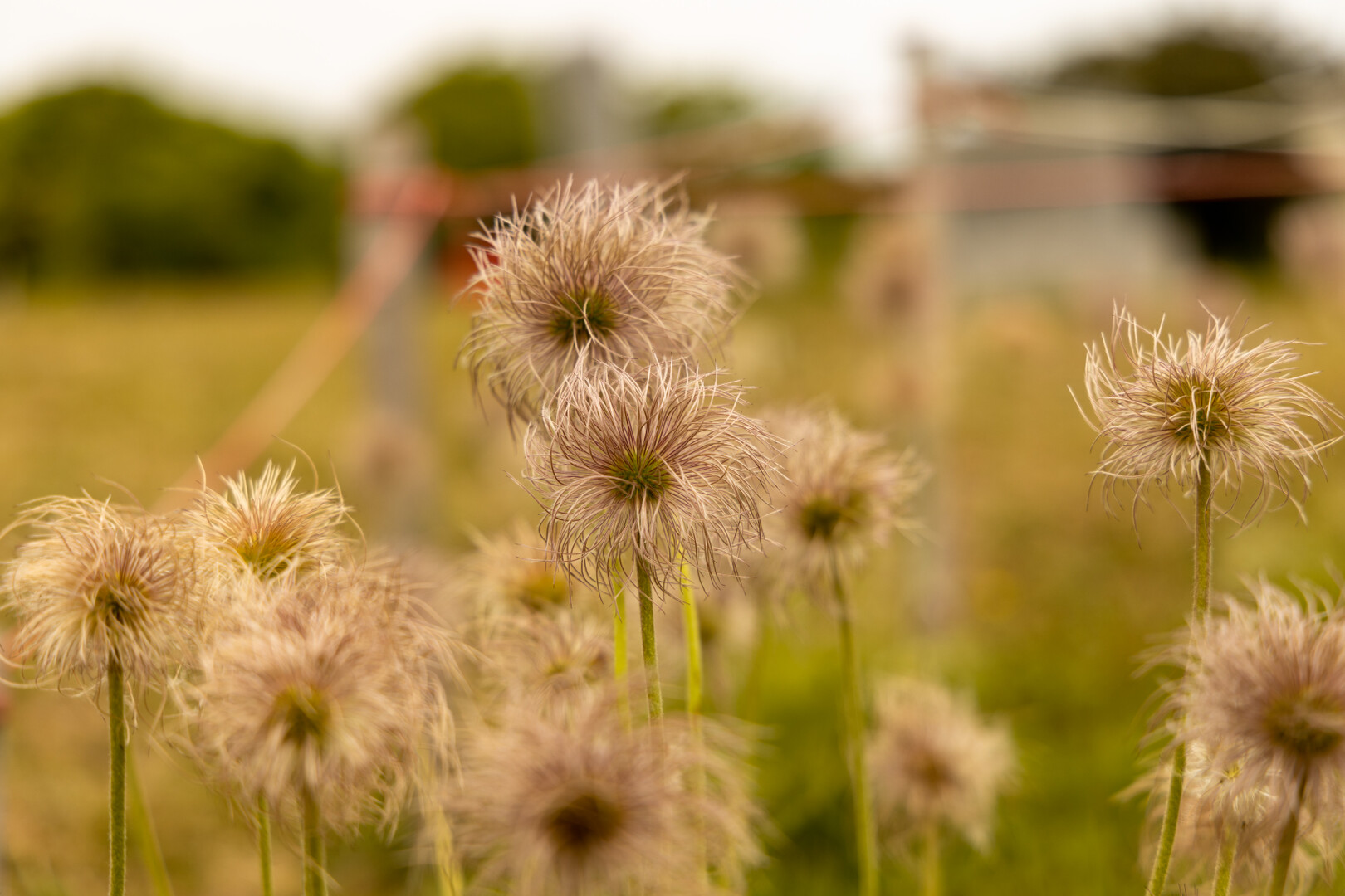 基山山頂、翁草レポート。 / daisagan さんの天拝山・基山の活動データ | YAMAP / ヤマップ