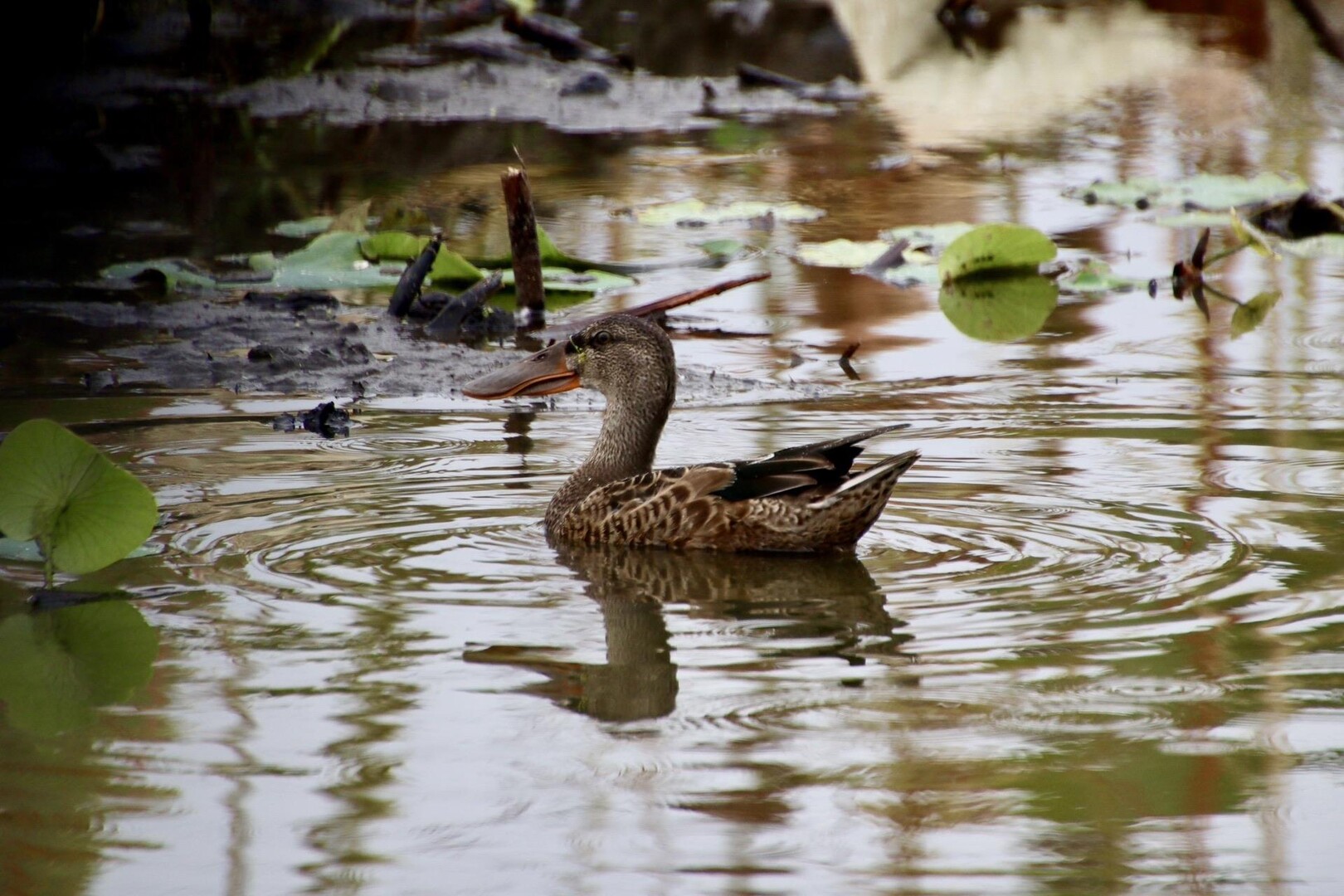 岩国蓮田 200ヘクタール、ディズニーラ... / GONKEさんのモーメント | YAMAP / ヤマップ