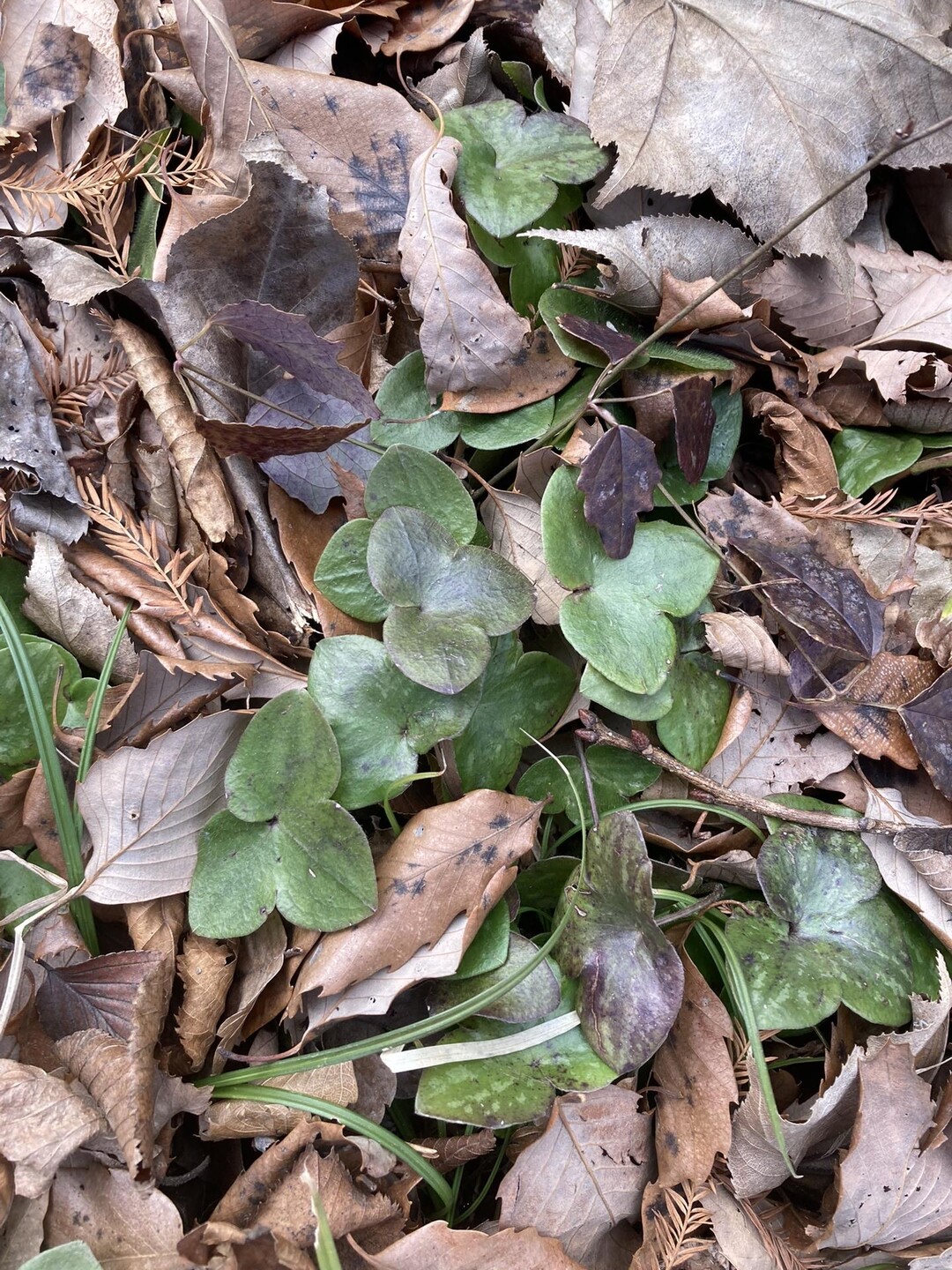 『逢瀬公園散策』 午前中の用事を済ませて... / haruruさんのモーメント | YAMAP / ヤマップ