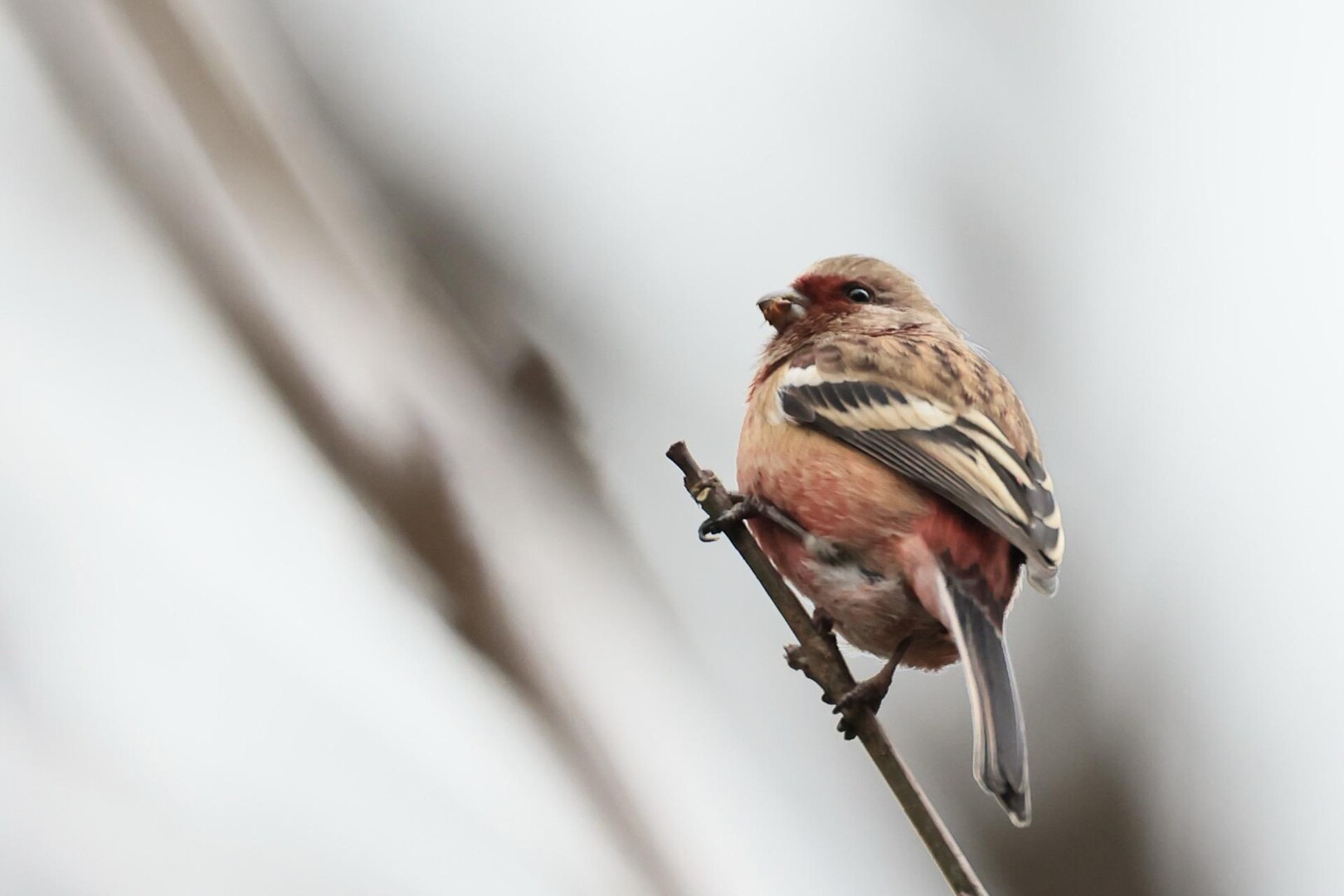 今日の鳥活🐦⸒⸒Vol.43 気温-1... / 信さん家(ち)さんのモーメント | YAMAP / ヤマップ