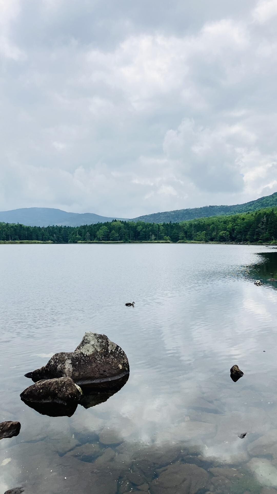 雨池・オトギリ平・縞枯山荘 2023-07-23 / tykmktさんの蓼科山・横岳・縞枯山の活動データ | YAMAP / ヤマップ