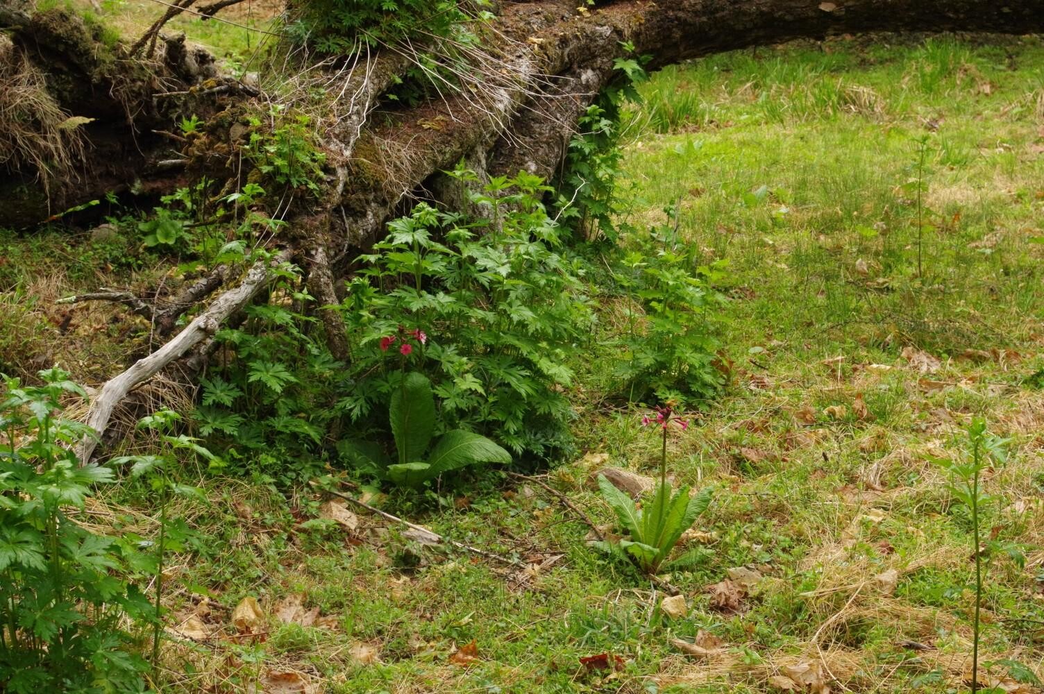 荒船山（経塚山） / Yabu-Inuさんの荒船山・物語山・大屋山の活動データ | YAMAP / ヤマップ