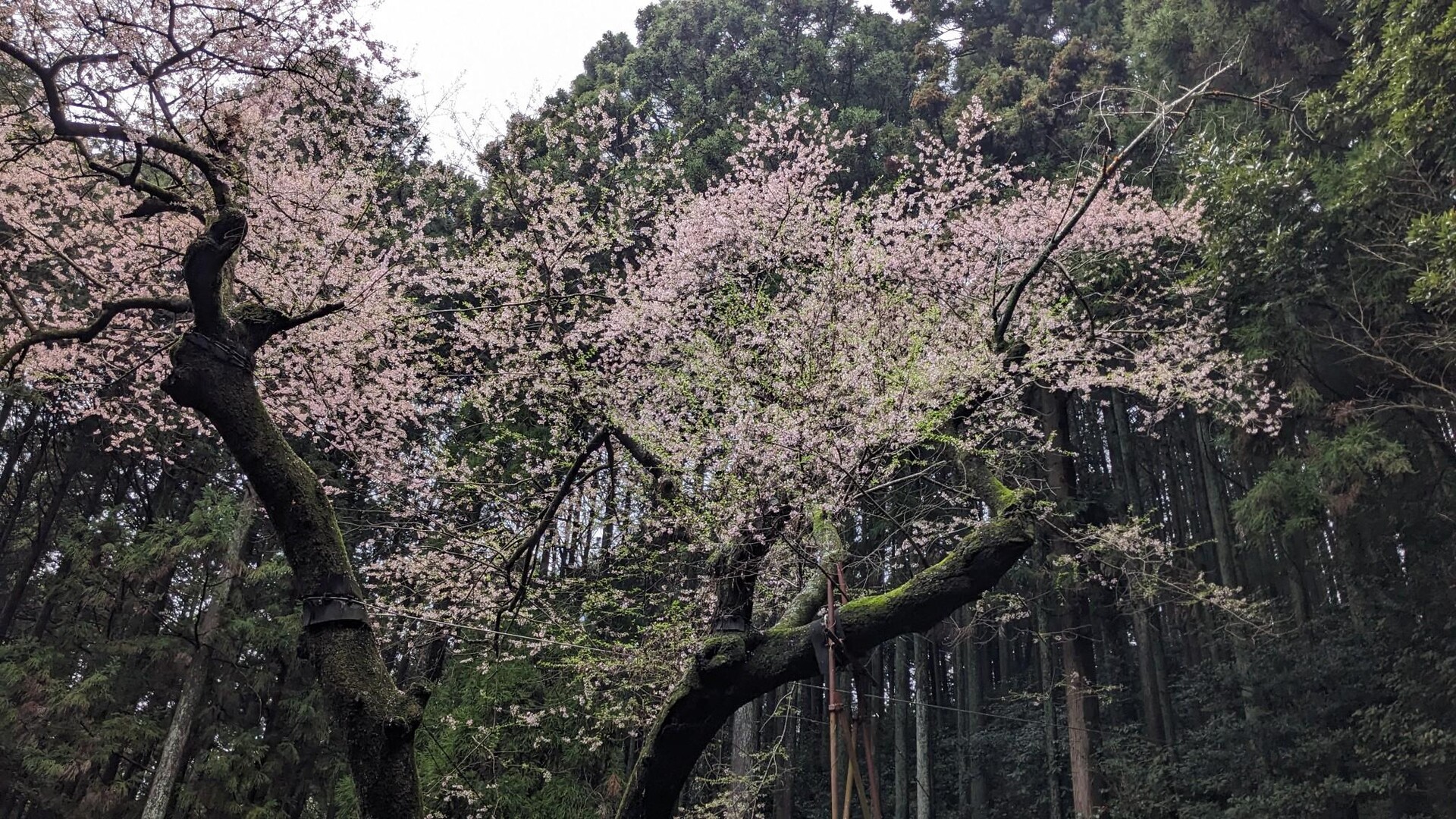 虎尾桜見物No.5 04-04 / tonnoさんの福智山・尺岳・雲取山の活動データ | YAMAP / ヤマップ