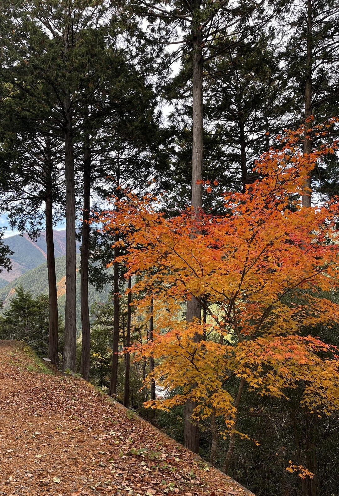 BBQ前に愛宕山・鋸山 / オハナさんの大岳山・御岳山・御前山の活動データ | YAMAP / ヤマップ