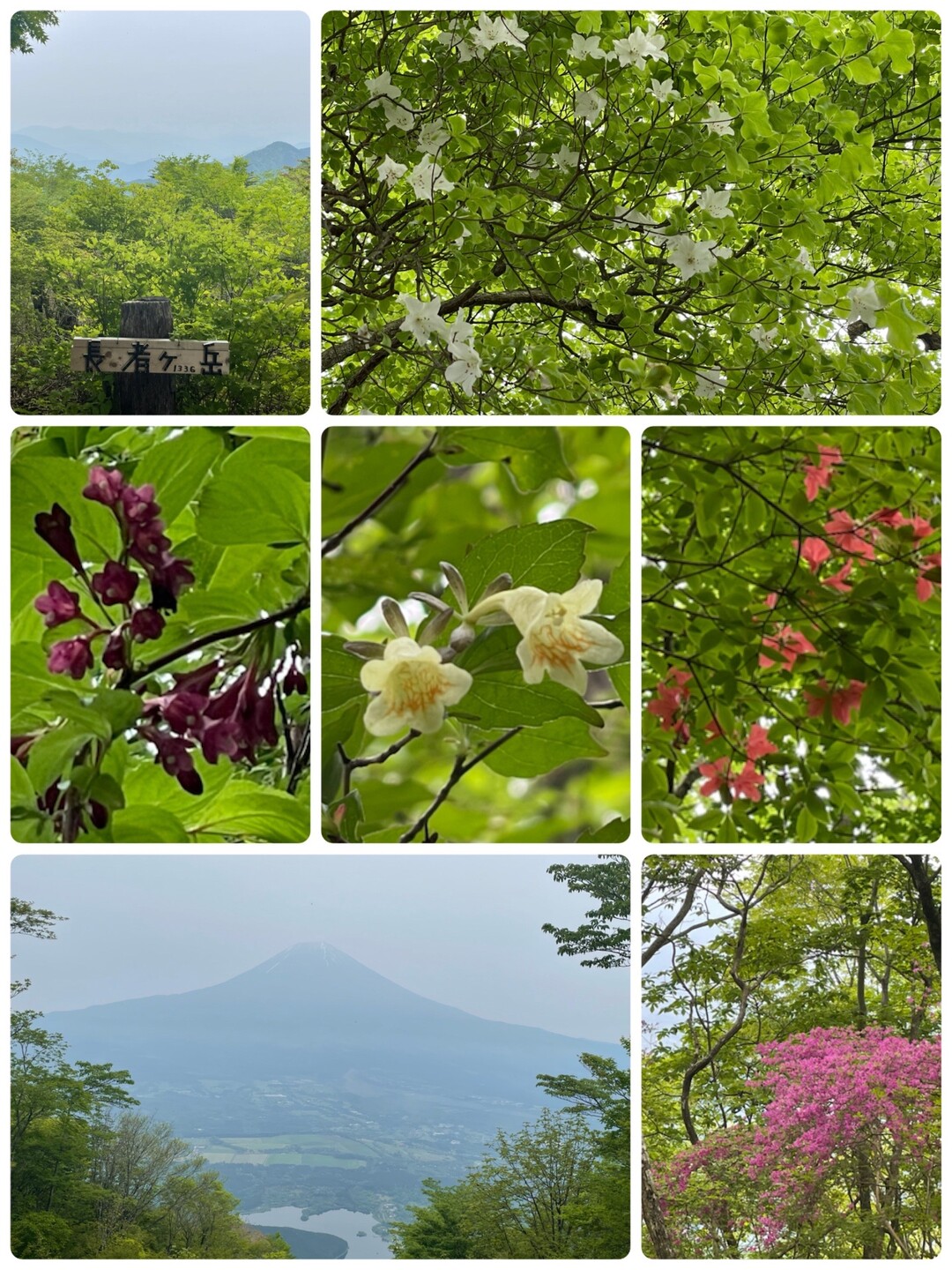 長者ヶ岳に行ってきました♪ シロヤシオ... / Laniさんのモーメント | YAMAP / ヤマップ