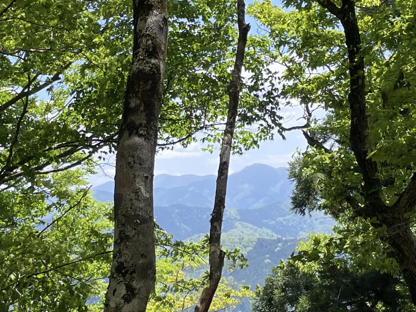 池原山 / watsonさんの賤ヶ岳・山本山の活動データ | YAMAP / ヤマップ