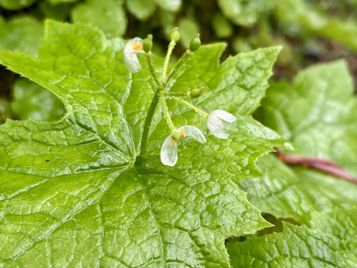 大万木山 / ninoさんの大万木山・琴引山（弥山）・指谷山・鯛ノ巣山の活動データ | YAMAP / ヤマップ