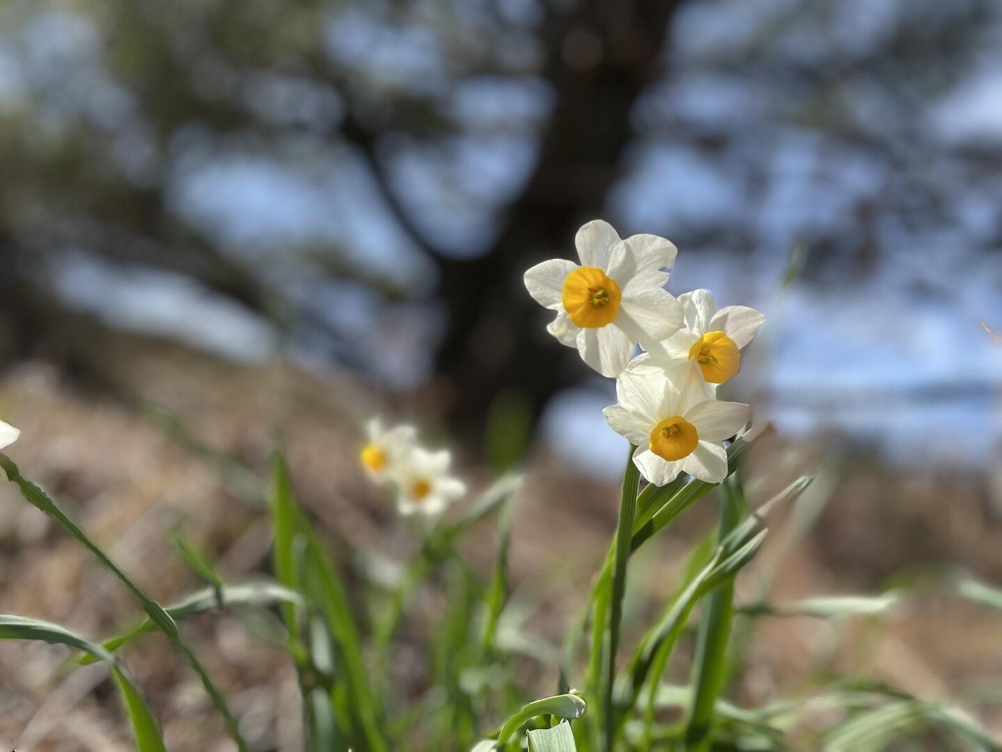 鷹取山 / siopanさんの福智山・尺岳・雲取山の活動データ | YAMAP / ヤマップ