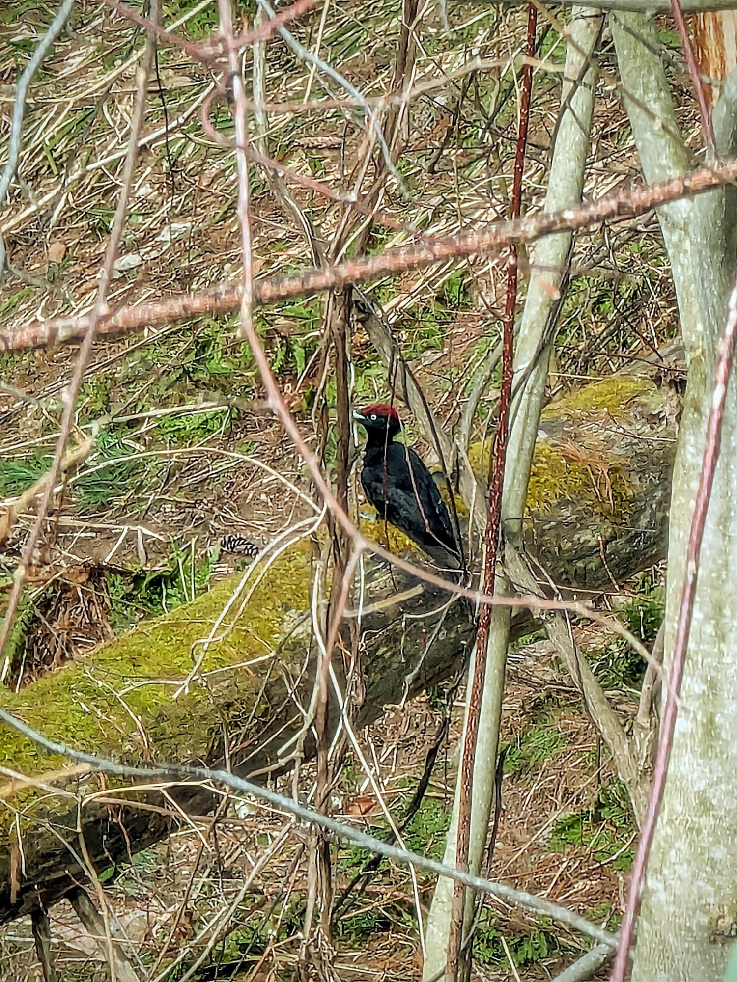 近所の里山でたまたまみつけたクマゲラ😊... / T.Mさんのモーメント | YAMAP / ヤマップ