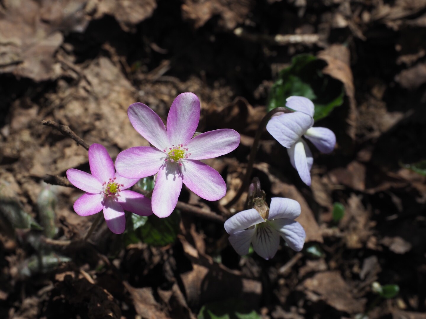 可憐な花めぐり縦走【金北山】#佐渡島旅day2-3 / かおさんの佐渡島の活動データ | YAMAP / ヤマップ