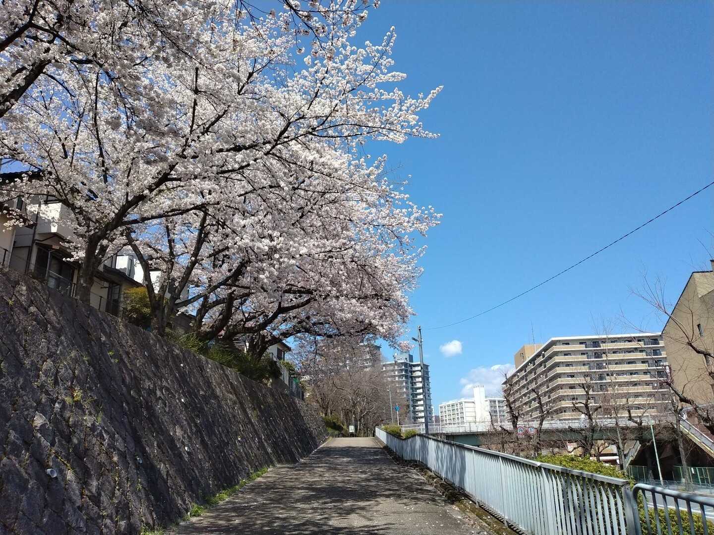 全国的に🌸🌸満開🌸 わが家の近くに... / kiraさんのモーメント | YAMAP / ヤマップ
